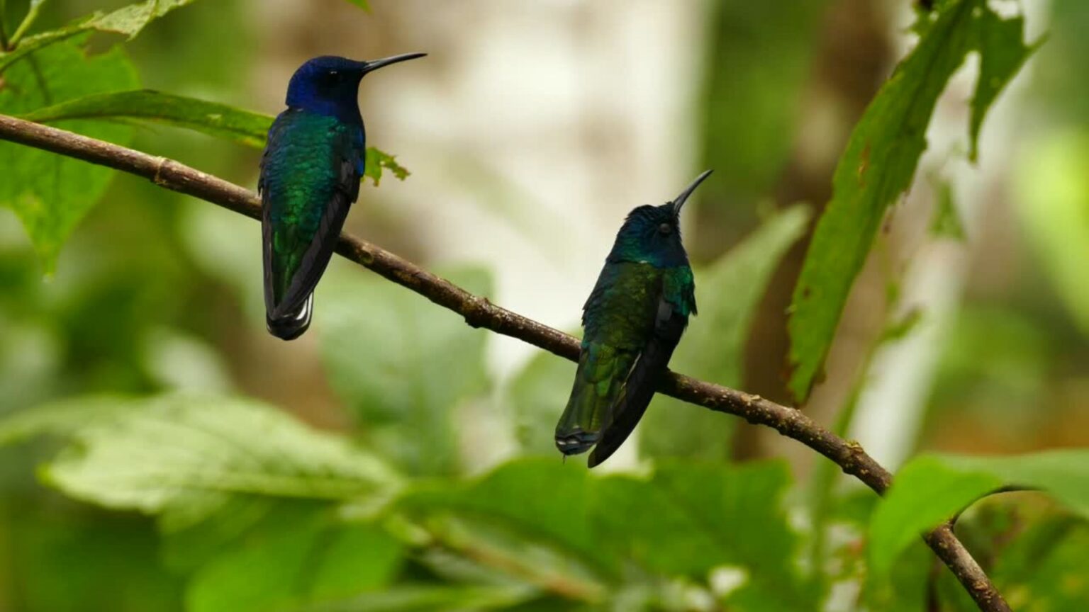 Hummingbird Flight Mastery: The Only Bird That Can Fly Backwards ...